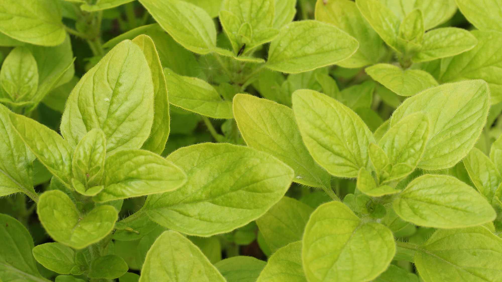 Maghiran | Descopera aromele lumii| Kamis