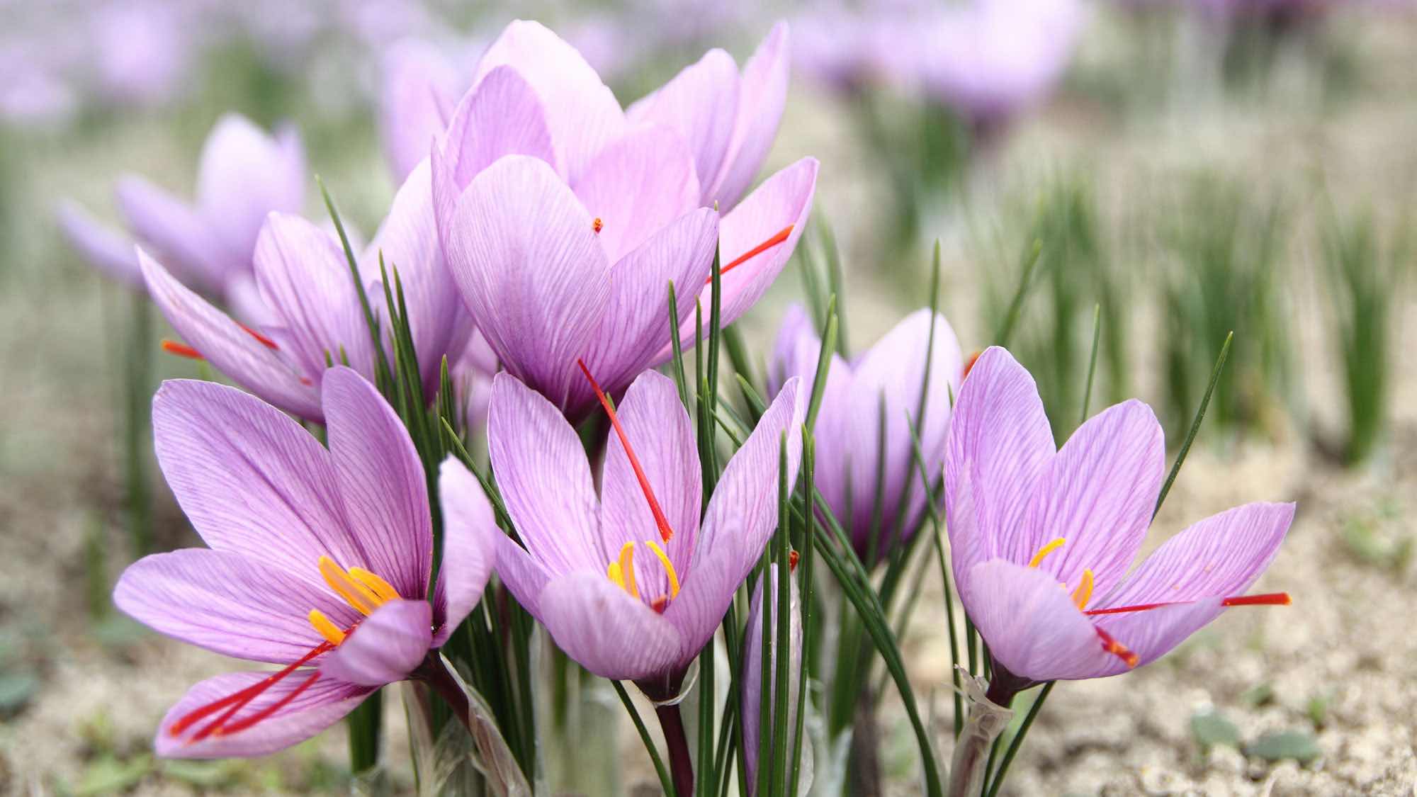 Sofran | Descopera aromele lumii| Kamis