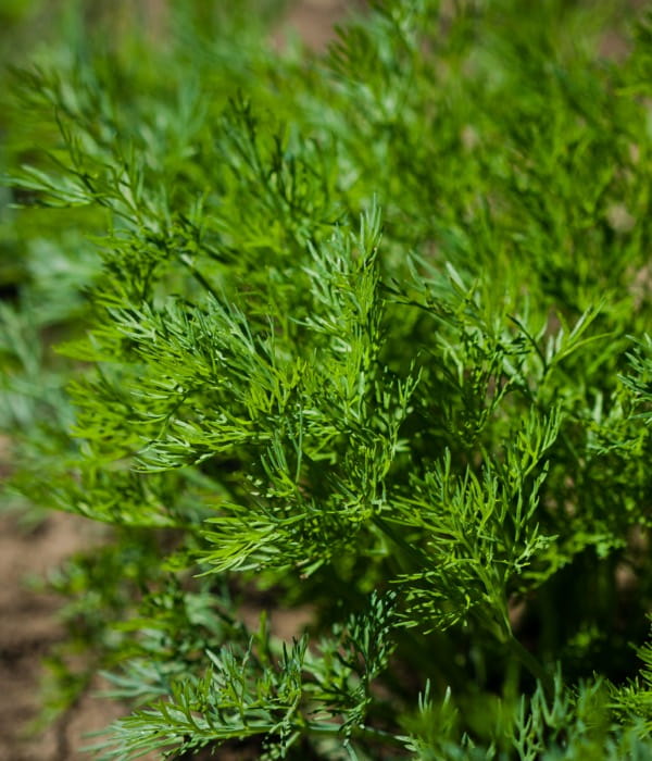 Dill | McCormick Flavour Solutions